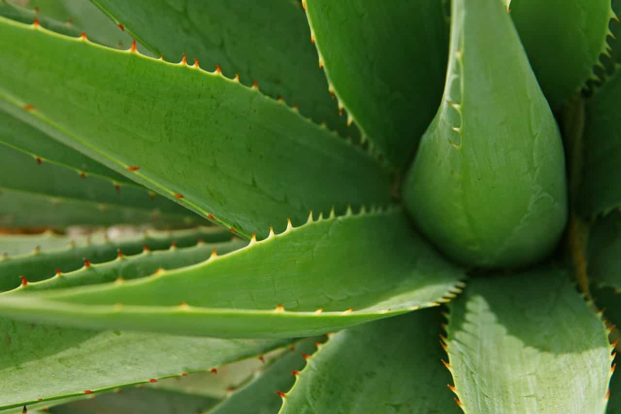 Aloe Vera: Benefits and Uses